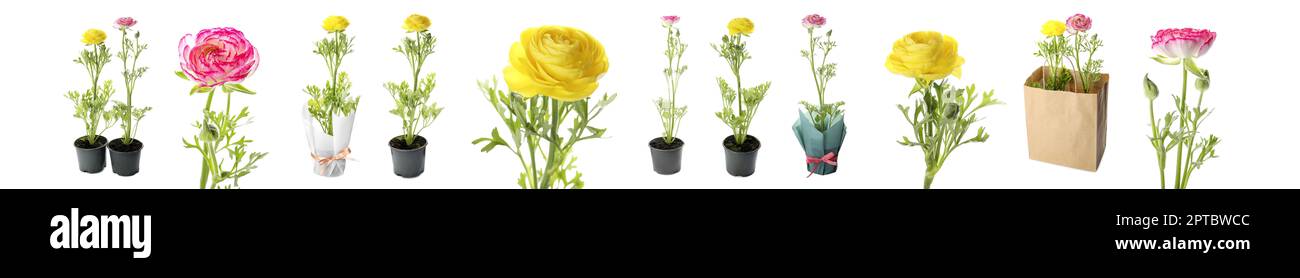 Banner paper bag day Cut Out Stock Images & Pictures - Alamy