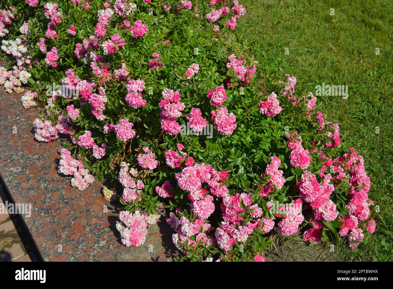 Landscape design of flower arrangements Stock Photo - Alamy