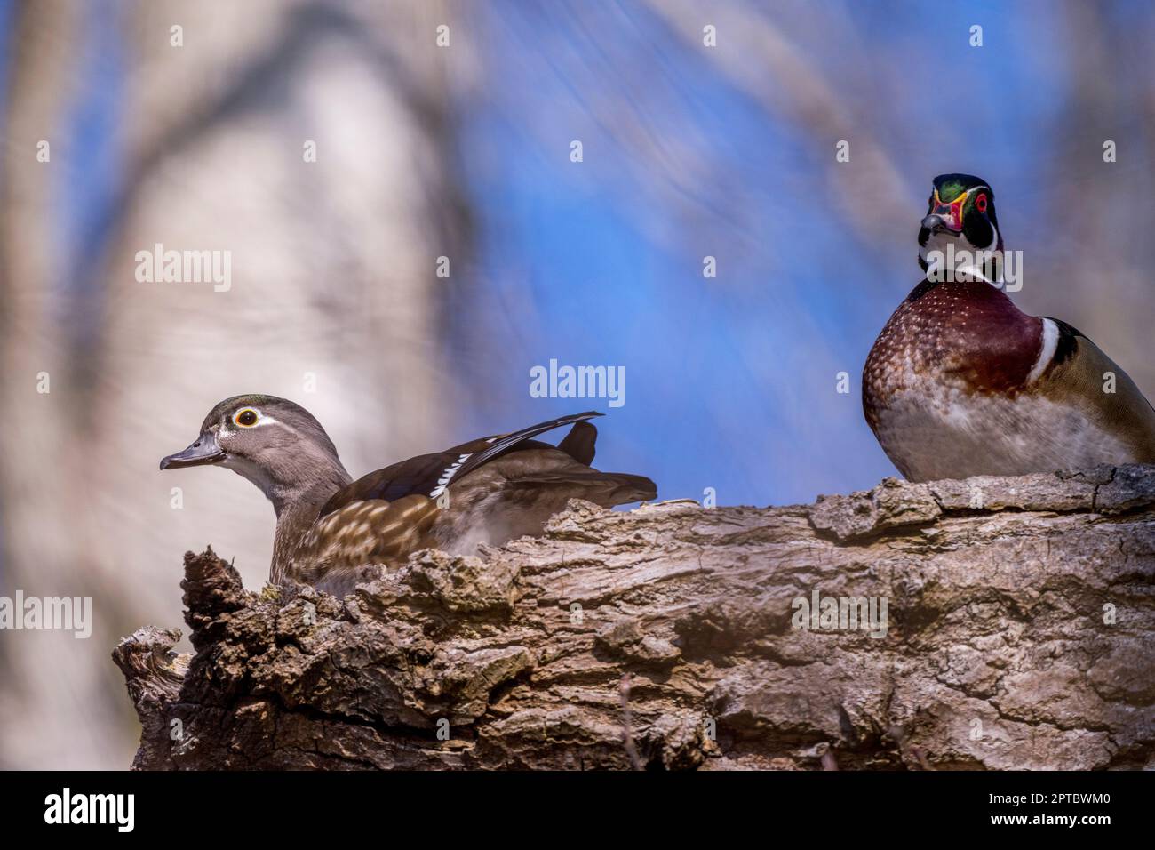 A Wood duck couple or Carolina duck (Aix sponsa) is perched high up in ...