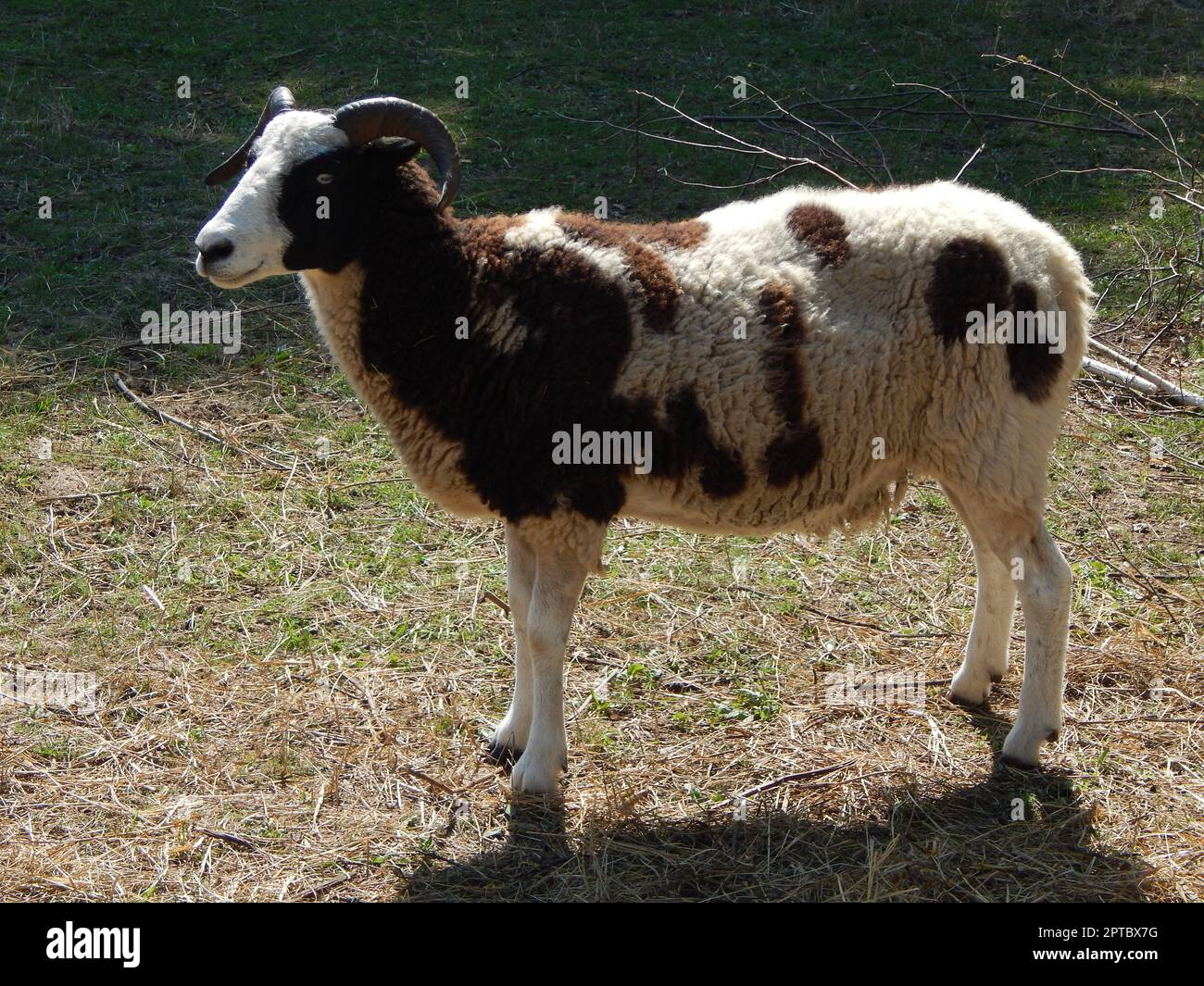 Sheep grazing in a paddock on a pasture in a herd Stock Photo - Alamy