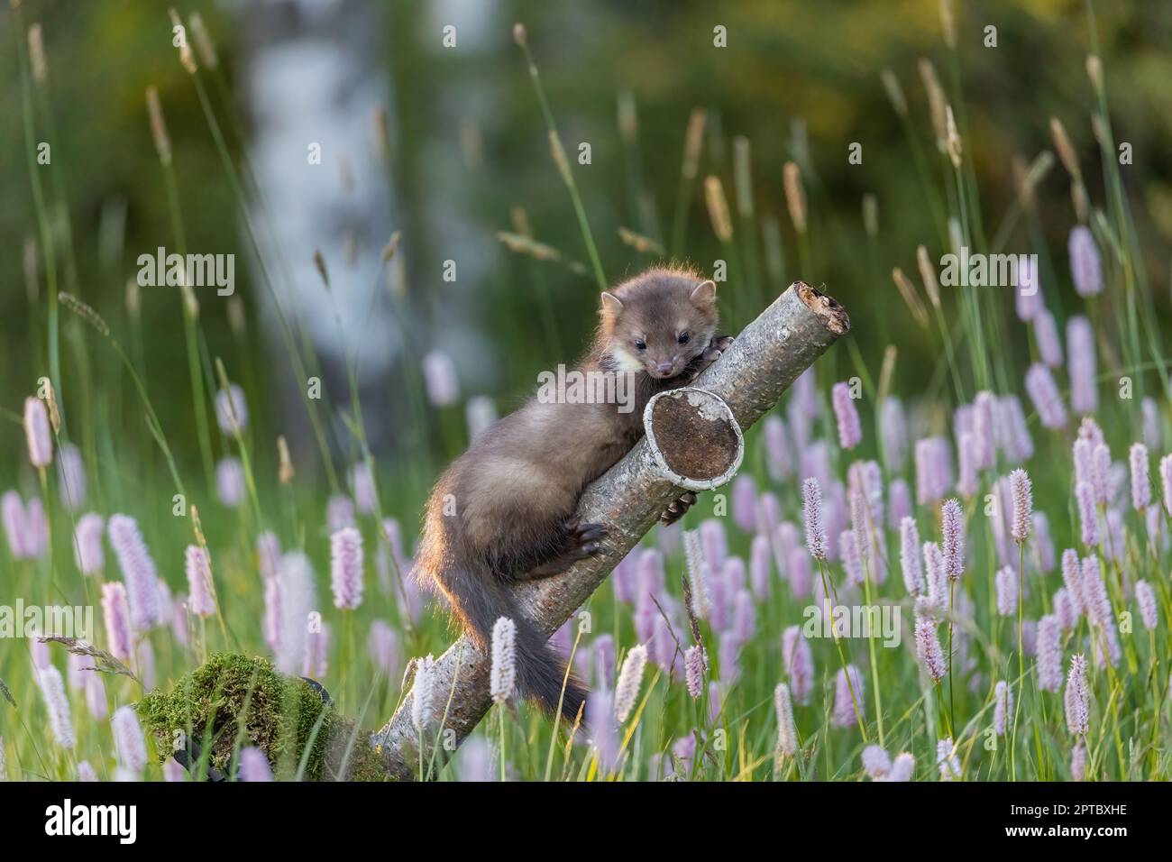 Cute marten is lying on a broken branch outdoors. Horizontally Stock ...