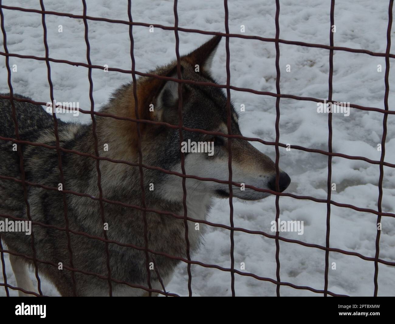 Wolf in an aviary behind bars Stock Photo - Alamy