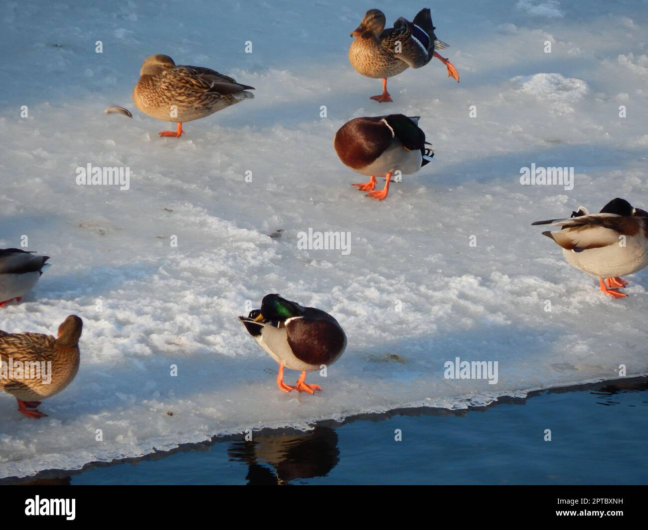 Ducks sit on the ice and swim in the river Stock Photo - Alamy