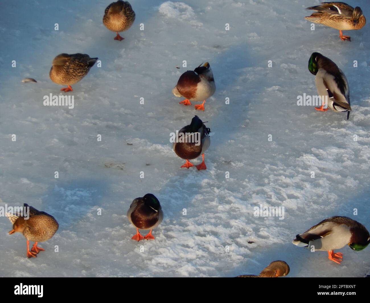 Ducks sit on the ice and swim in the river Stock Photo - Alamy