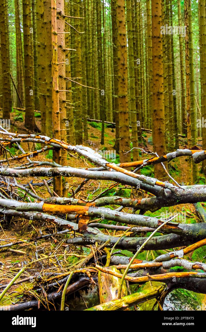 The dying silver forest with dead broken uprooted spruces or sawed off ...