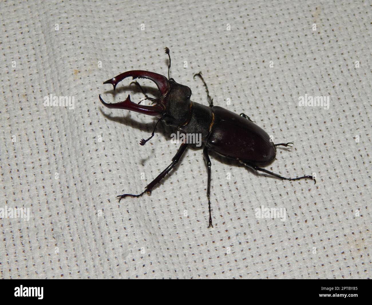 Large beetle stag beetle insects Stock Photo - Alamy