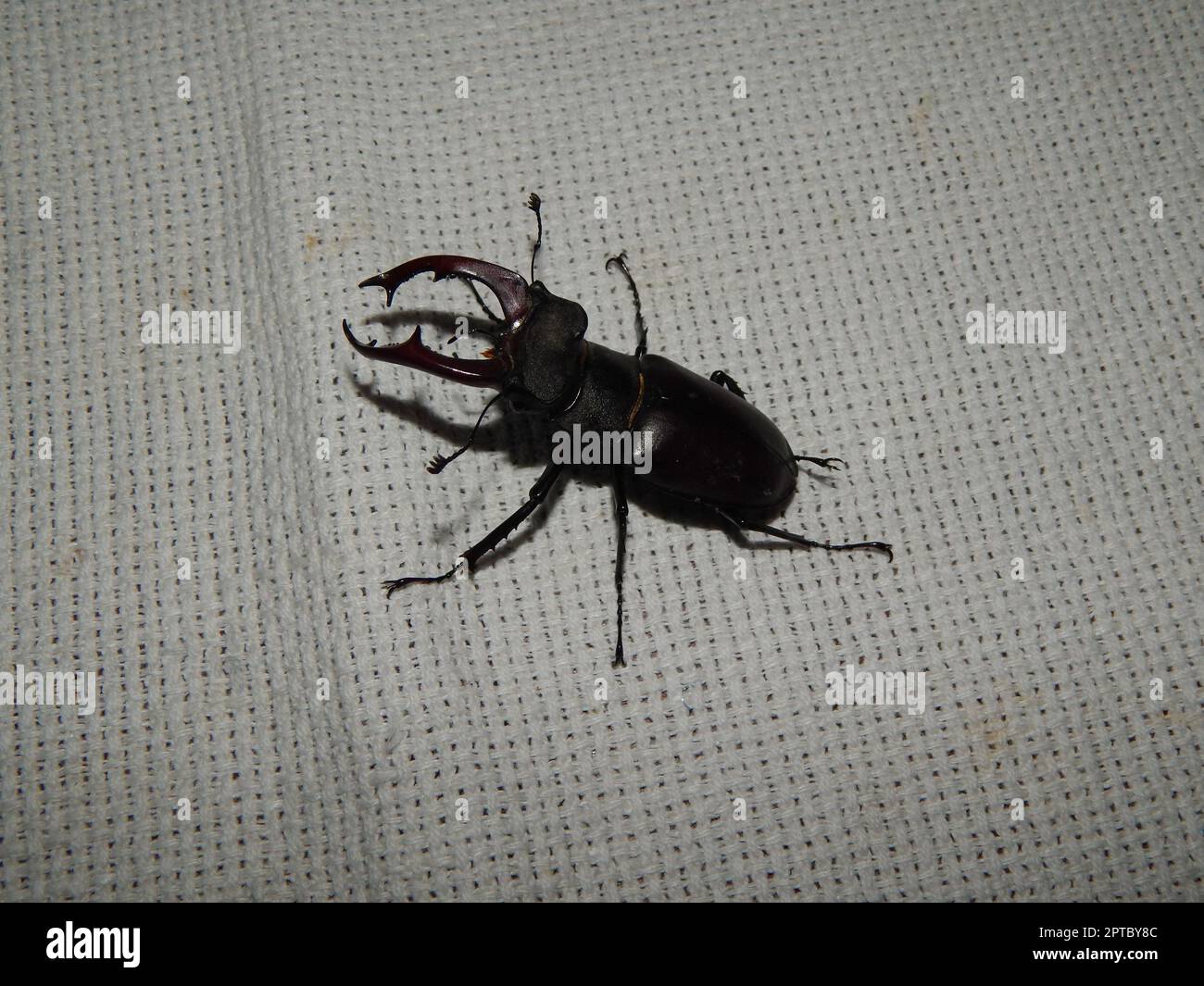 Large beetle stag beetle insects Stock Photo - Alamy