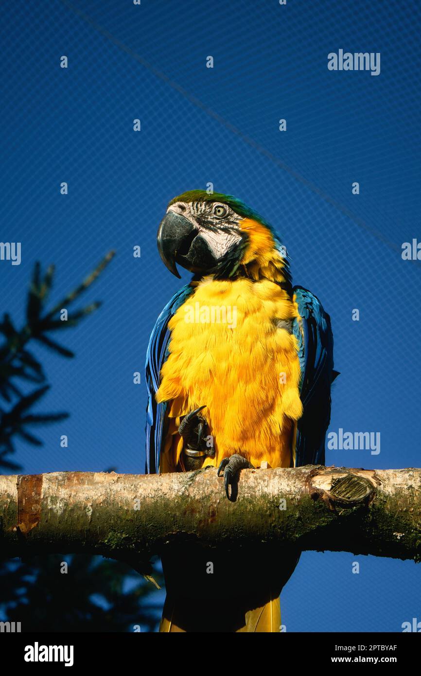 Portrait of a yellow macaw on a branch. The parrot bird is an ...