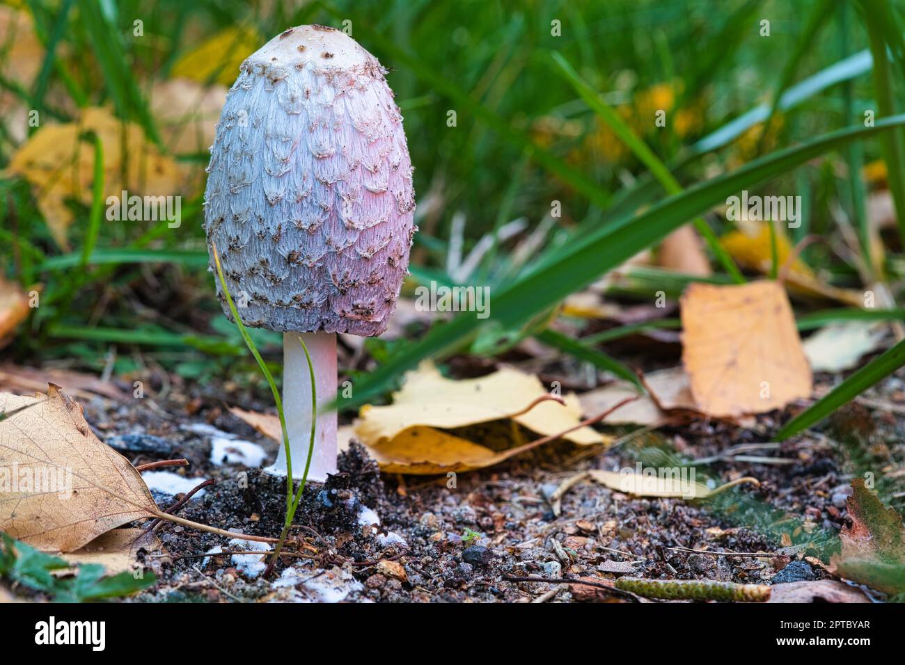 Young crested inkling growing on forest floor between moss and needles ...