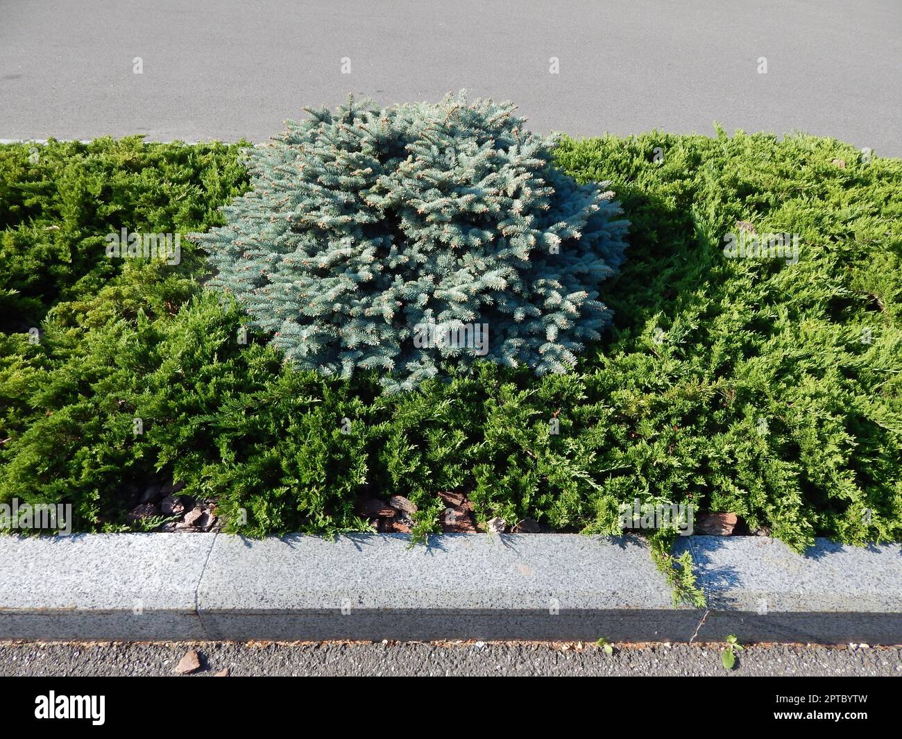 Landscape design and garden plants composition Stock Photo - Alamy