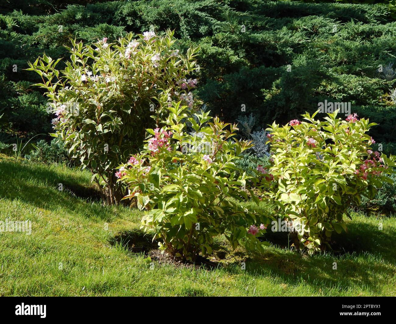 Landscape design and garden plants composition Stock Photo - Alamy