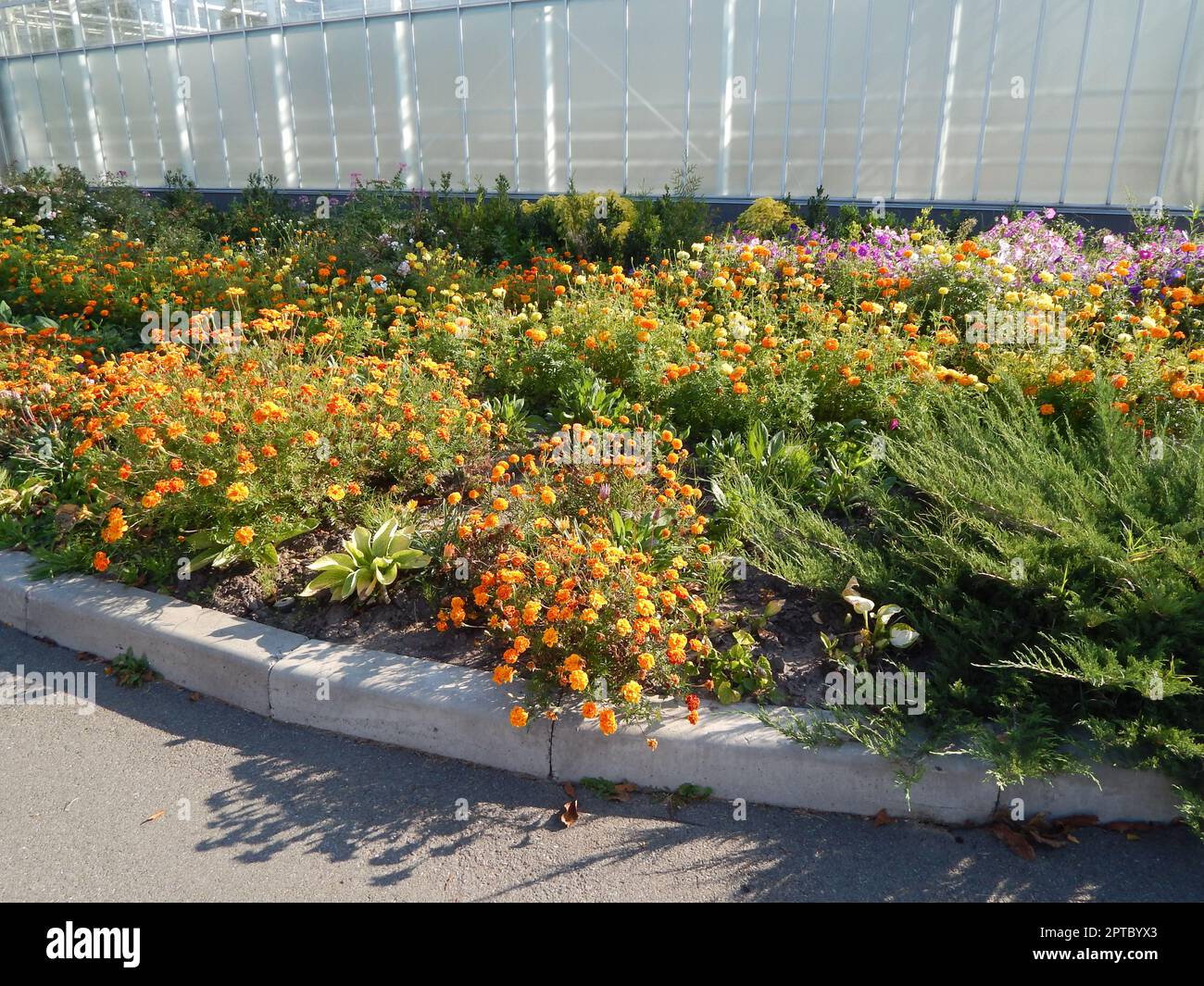 Landscape design and garden plants composition Stock Photo - Alamy