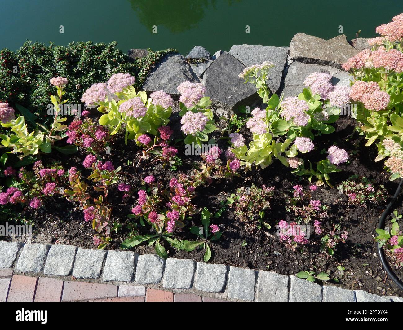 Landscape design and garden plants composition Stock Photo - Alamy