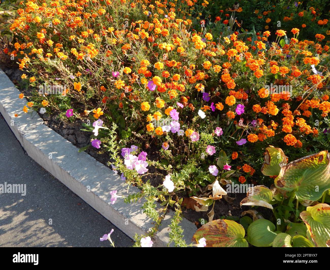Landscape design and garden plants composition Stock Photo - Alamy