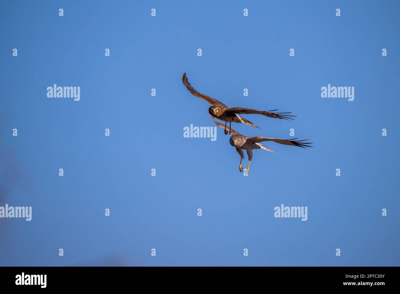 A Northern Harrier (Circus hudsonius) couple performing their mating ...