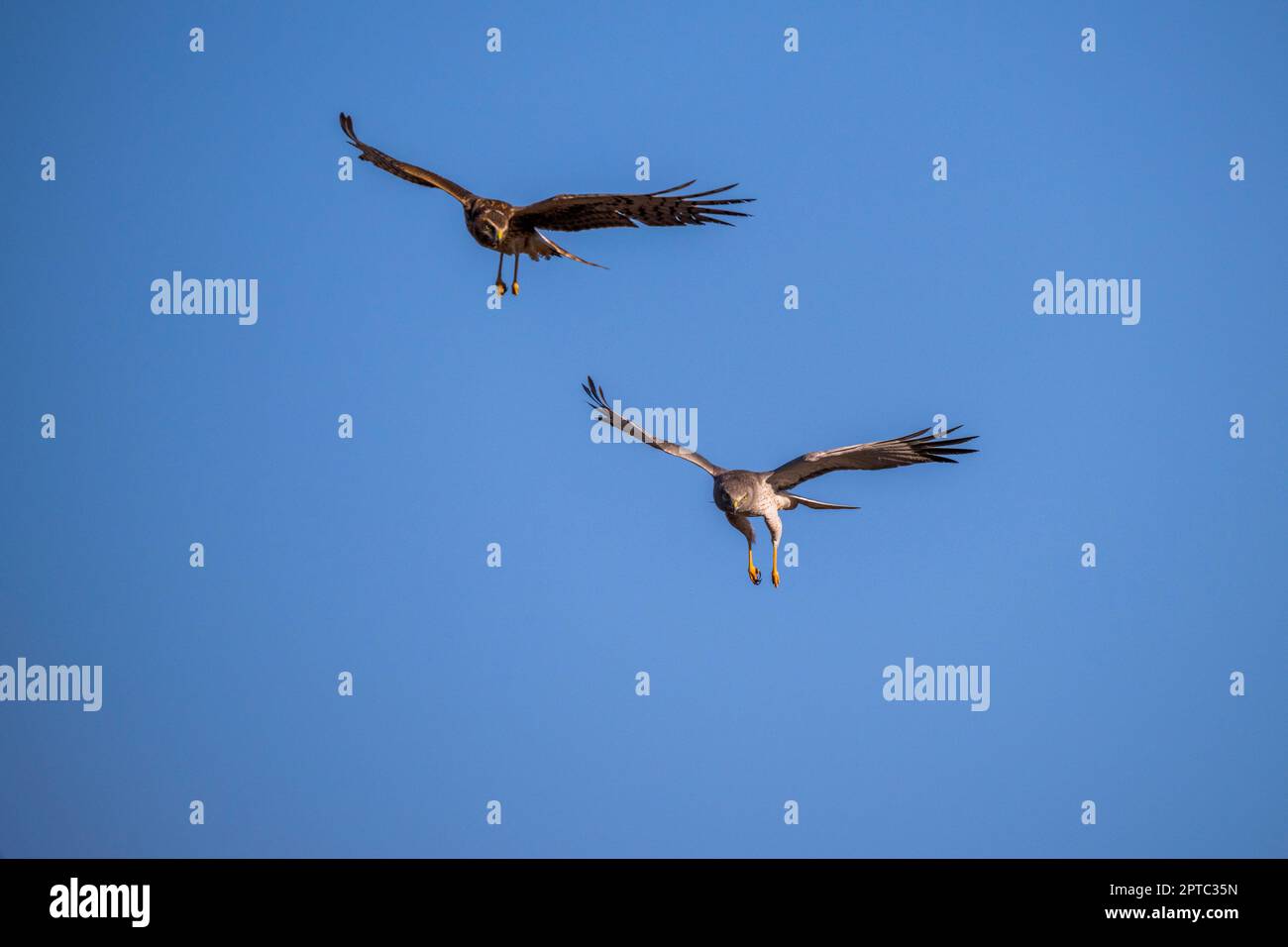 A Northern Harrier (Circus hudsonius) couple performing their mating ...