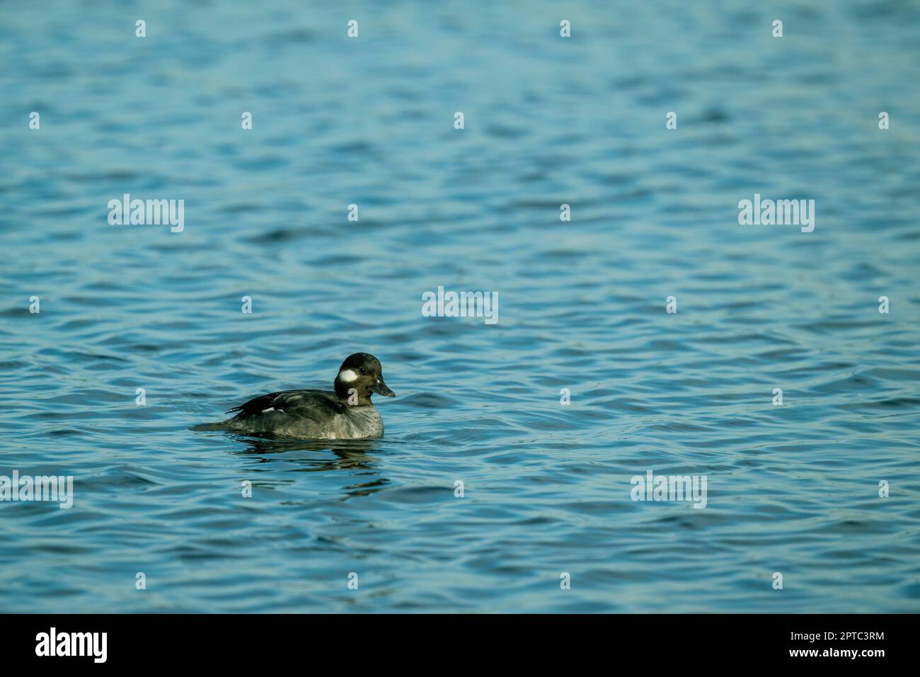 A female bufflehead (Bucephala albeola) duck is swimming on Lake ...