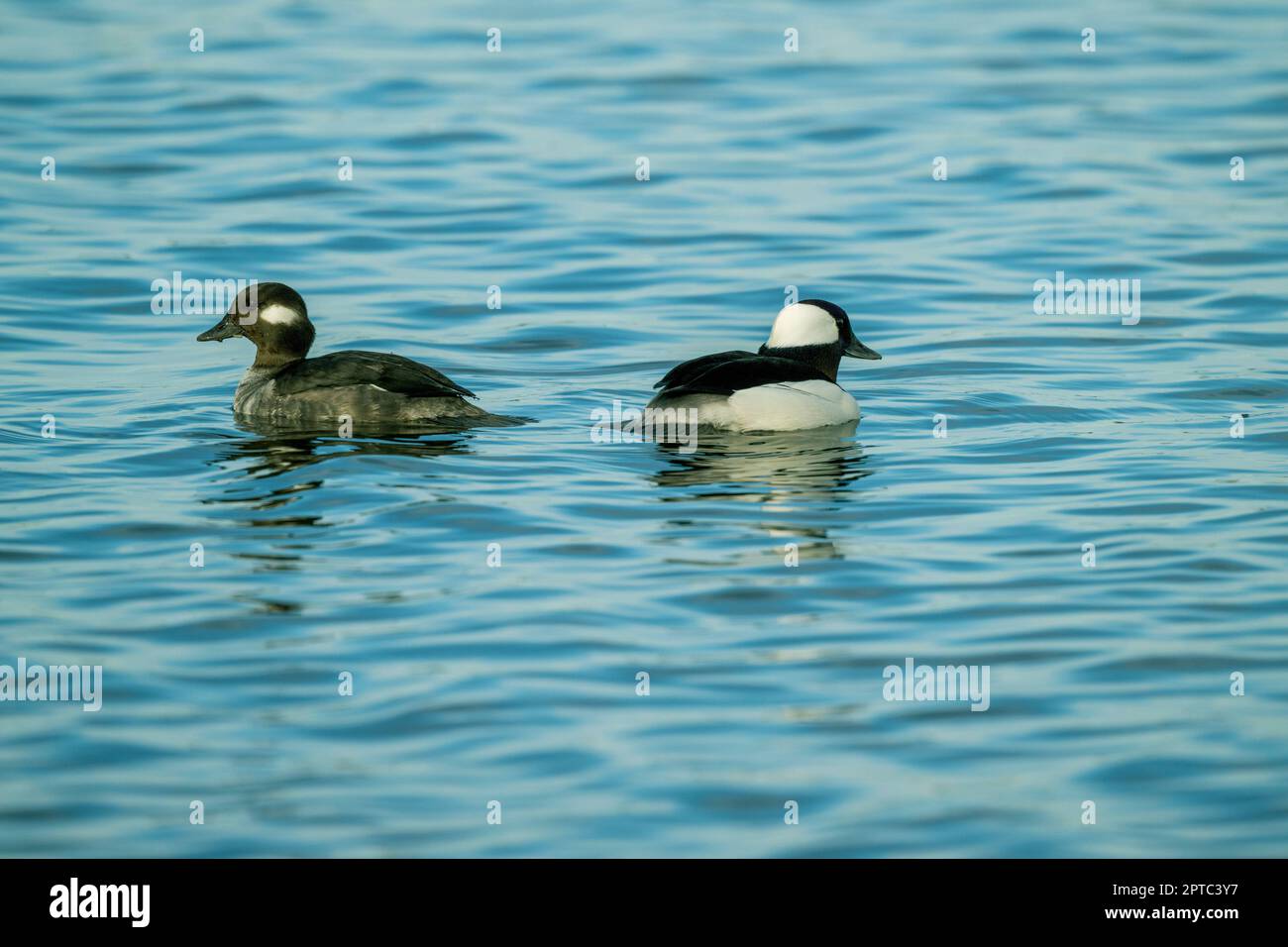 A male and female bufflehead (Bucephala albeola) ducks are swimming on ...