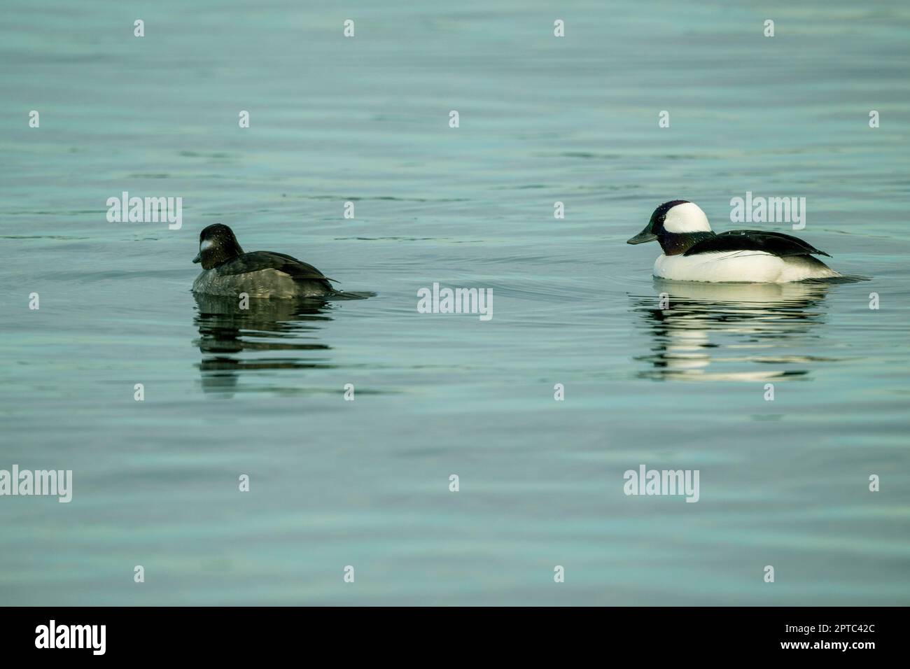 A male and female bufflehead (Bucephala albeola) ducks are swimming on ...