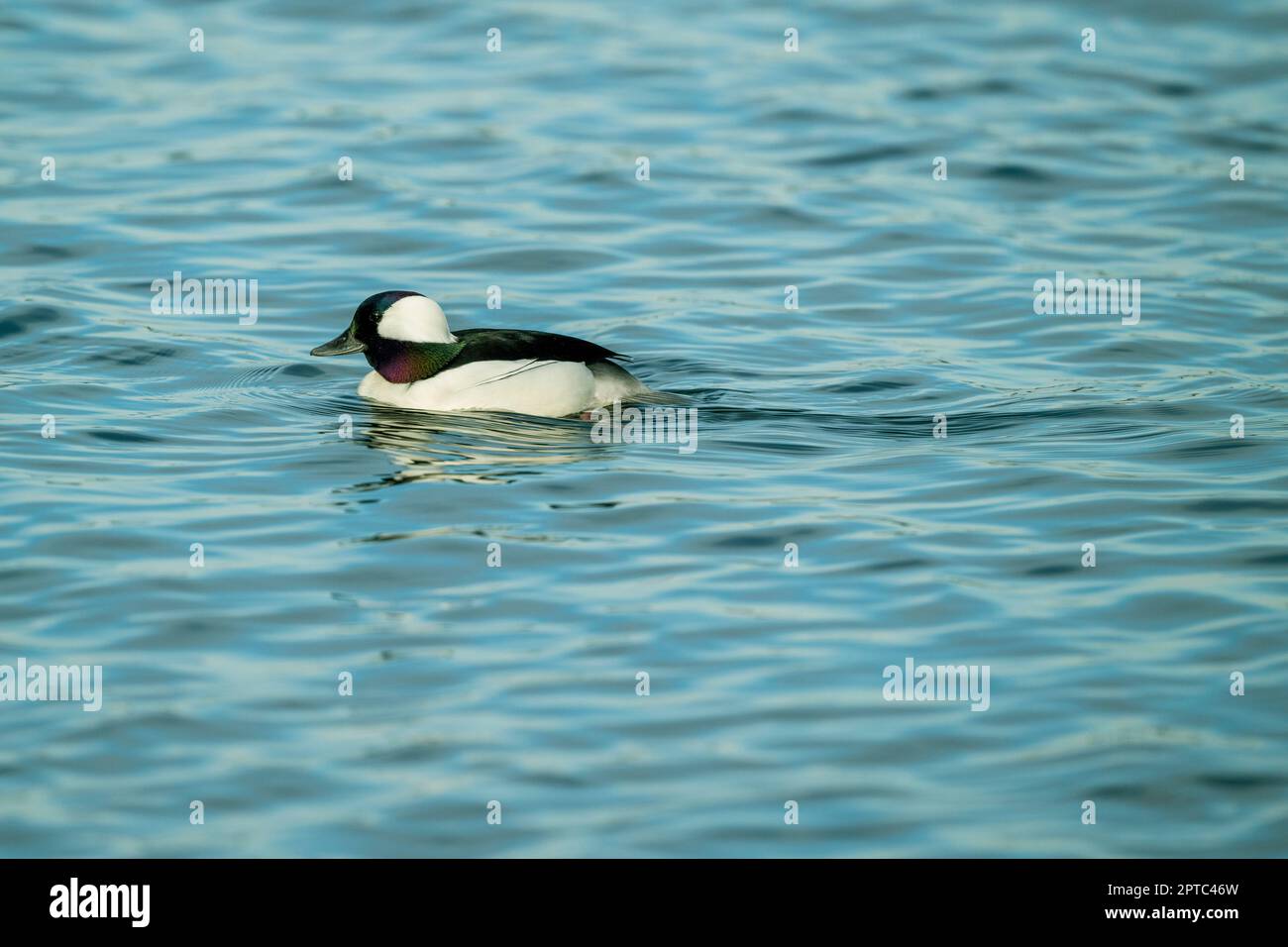 A male bufflehead (Bucephala albeola) duck is swimming on Lake ...