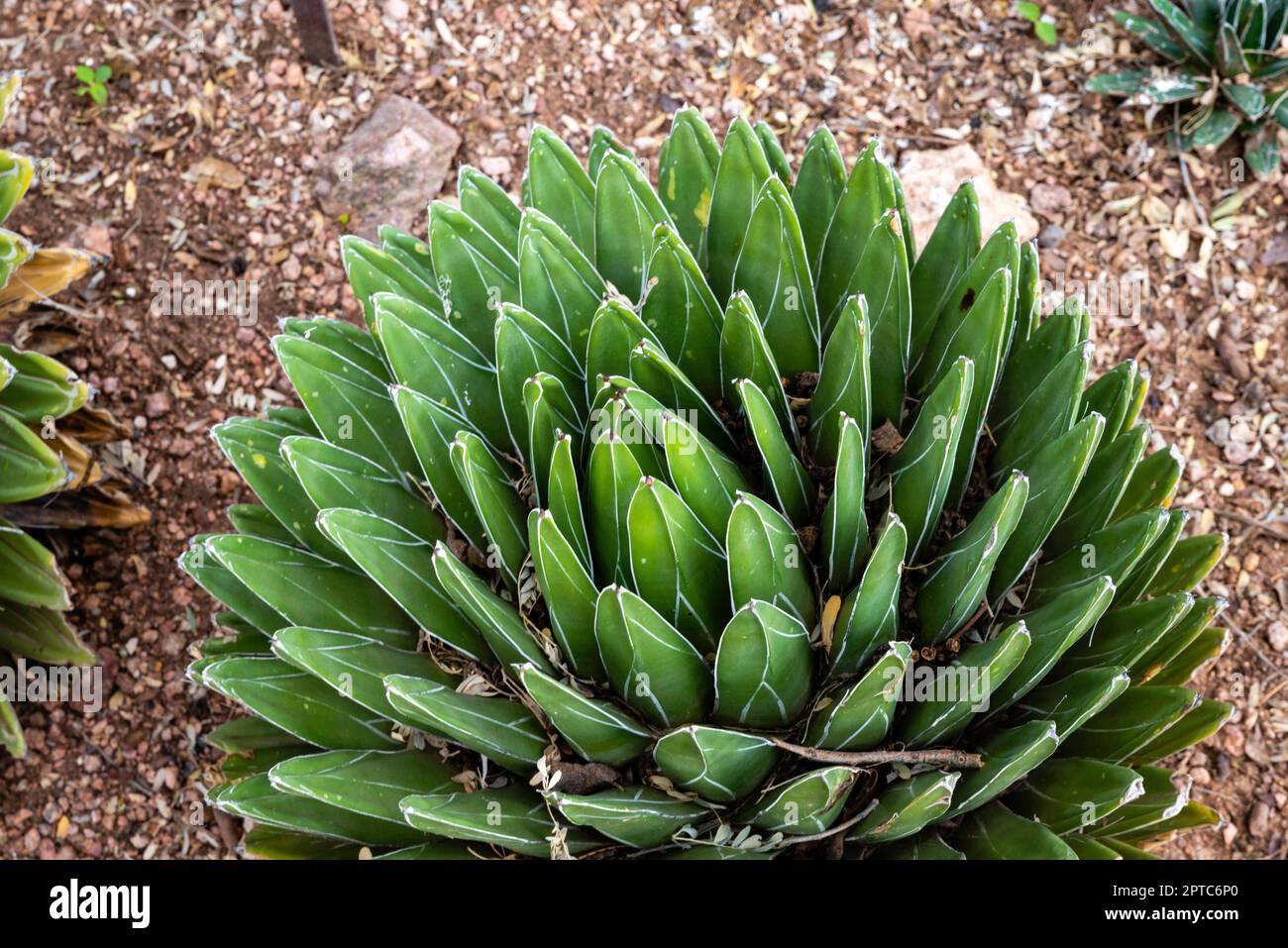 Photograph of Queen Victoria Agave (Agave victoriae-reginae). Desert ...