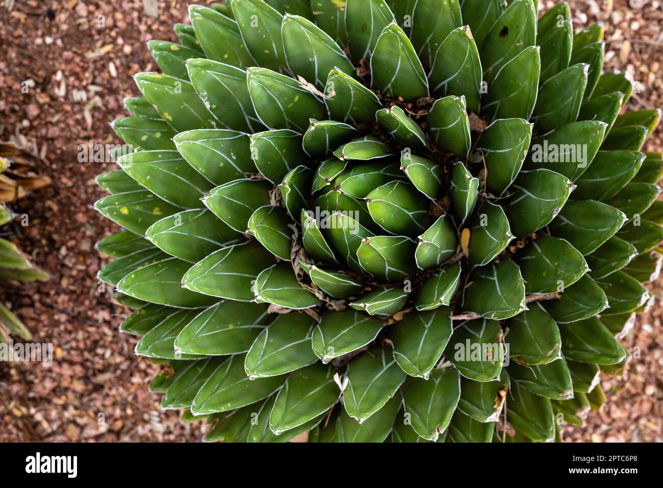 Photograph of Queen Victoria Agave (Agave victoriae-reginae). Desert ...