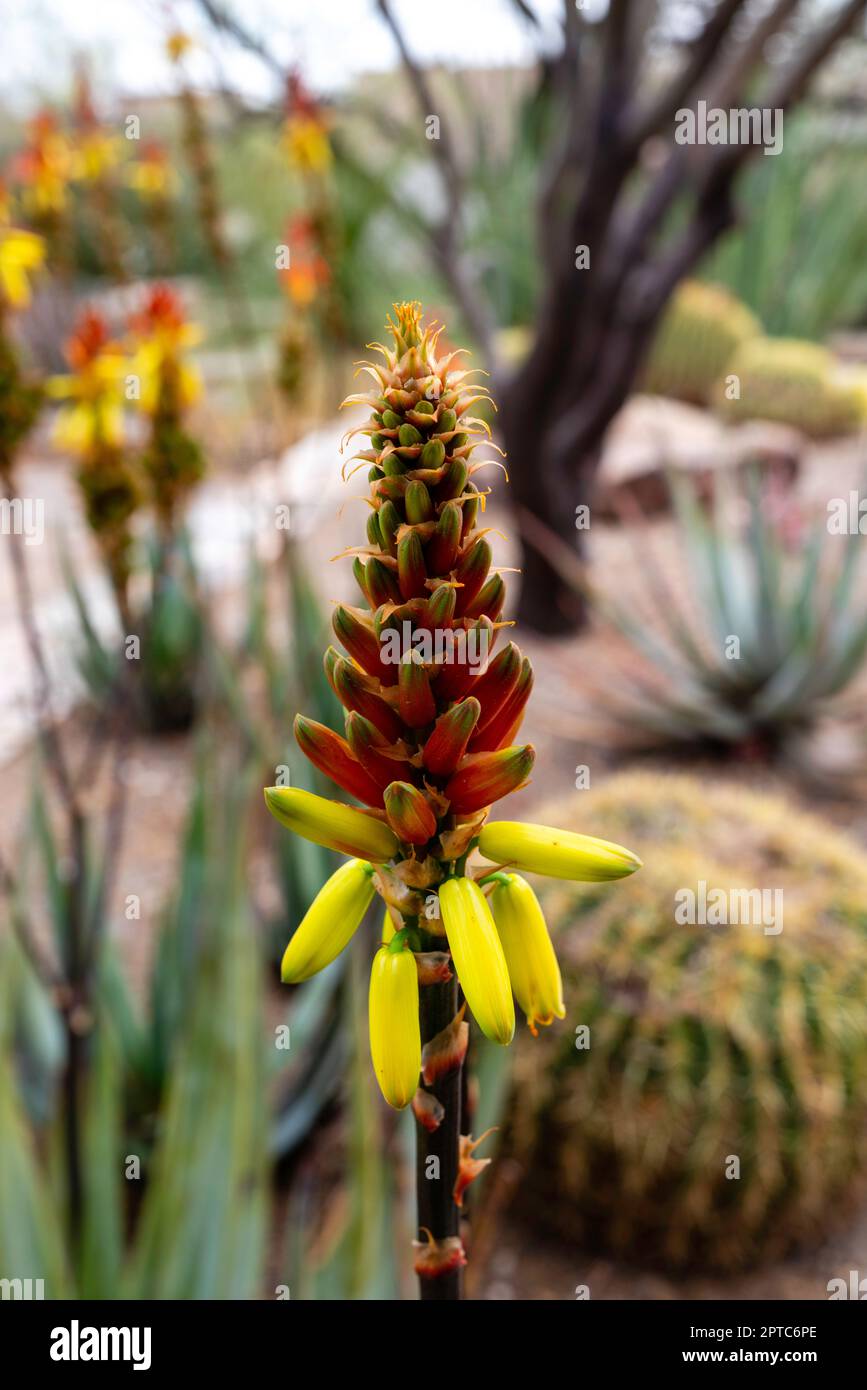 Closeup photograph of an agave bloom (unknown species). Desert ...