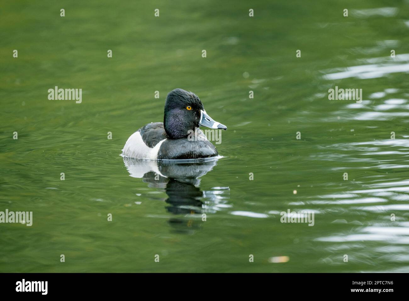 Male ring necked duck collaris is swimming on lake washington hi-res ...
