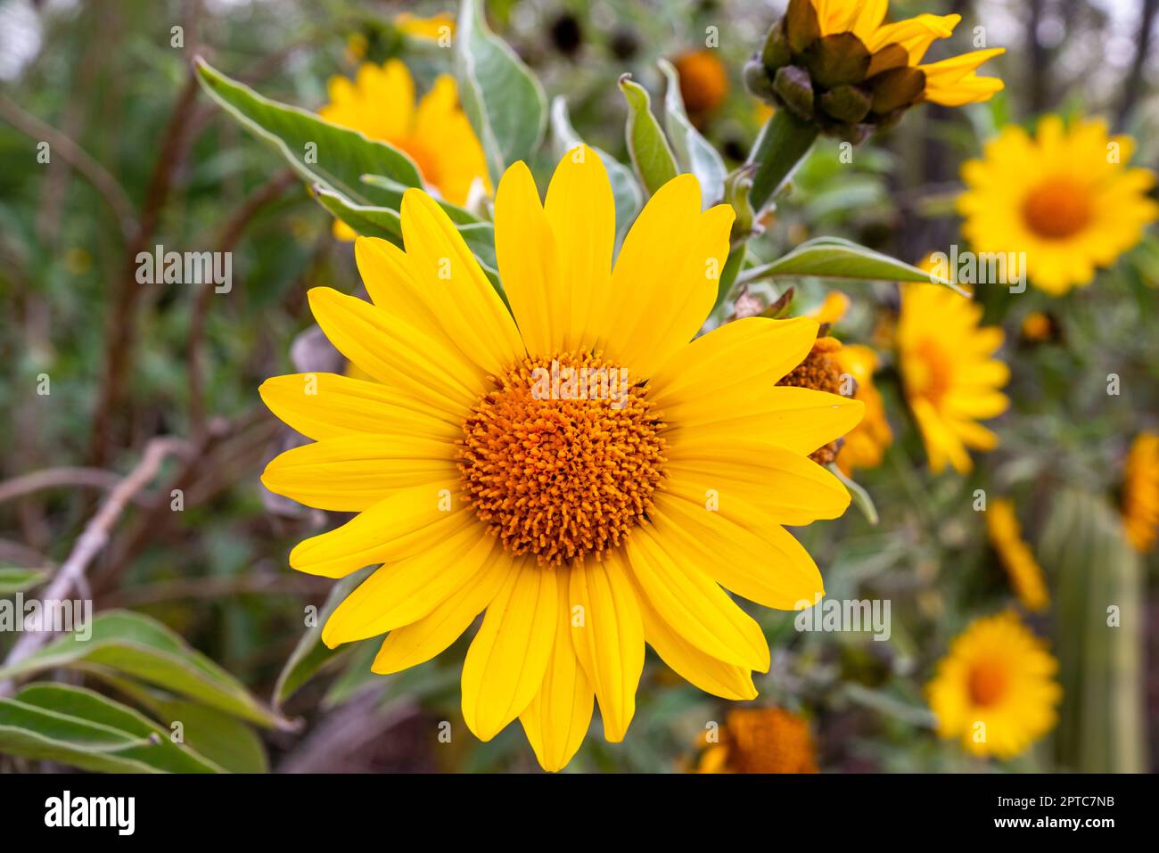 Phoenix sunflower hi-res stock photography and images - Alamy