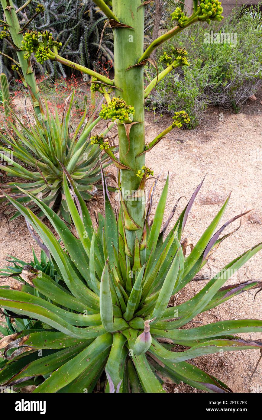 Photograph of an agave with stalk. Desert Botanical Garden, Phoenix ...