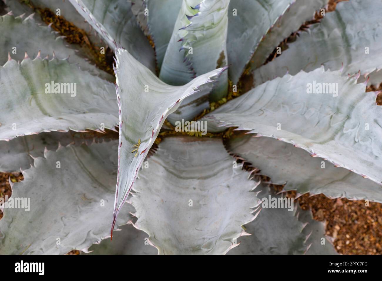 Photograph of Agave colorata. Desert Botanical Garden, Phoenix, Arizona ...