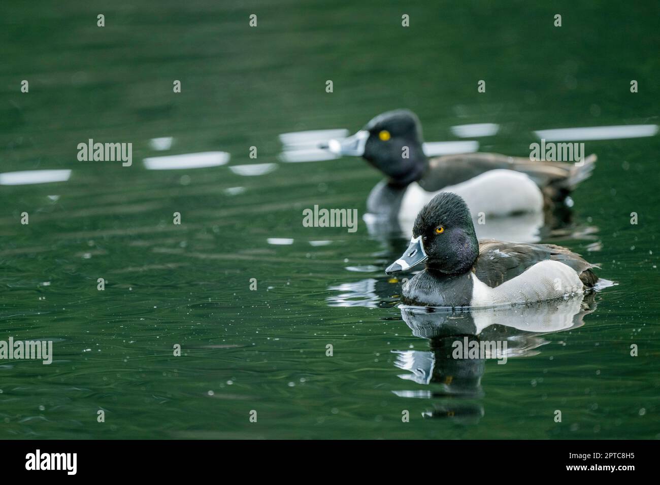 Two male Ring-necked ducks (Aythya collaris) swimming on Yellow Lake ...