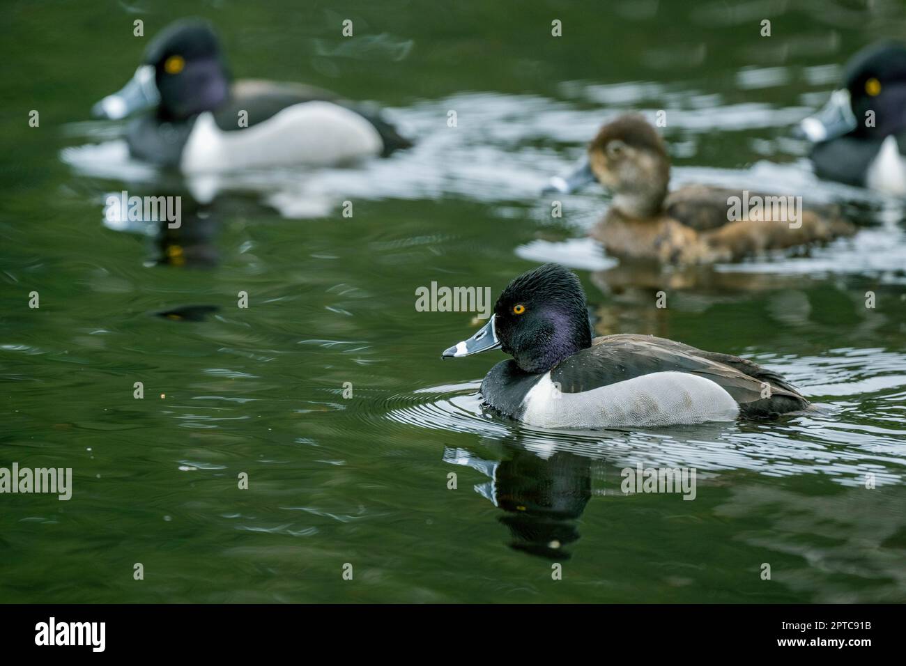 Group of male ring necked ducks collaris swimming on yellow lake hi-res ...