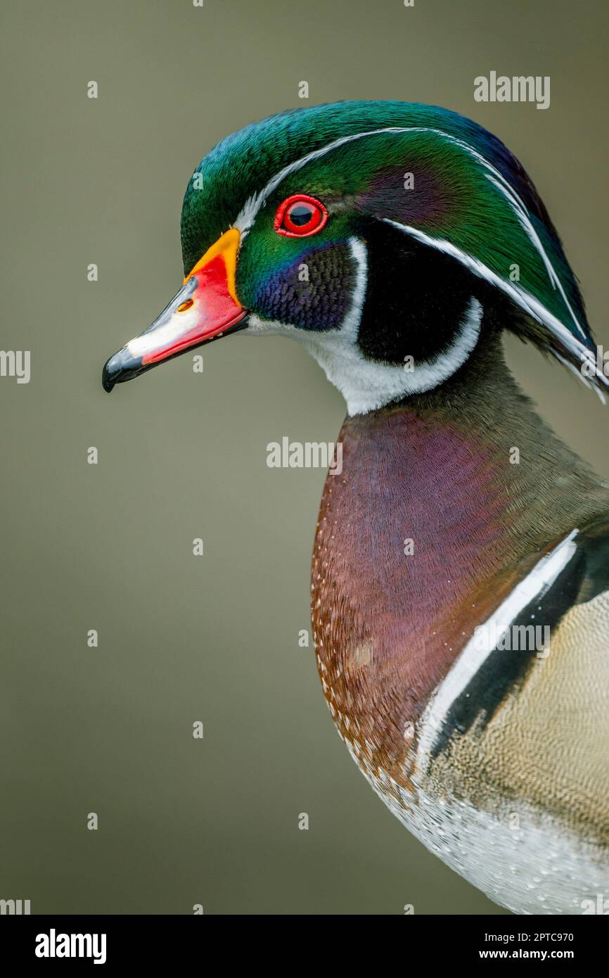 Portrait of a male (drake) Wood duck or Carolina duck (Aix sponsa) at ...