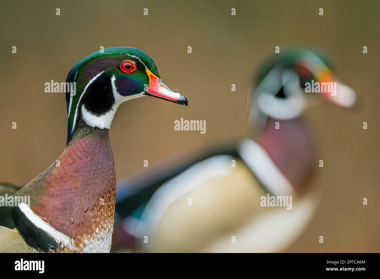 Portrait of a male (drake) Wood duck or Carolina duck (Aix sponsa) at ...