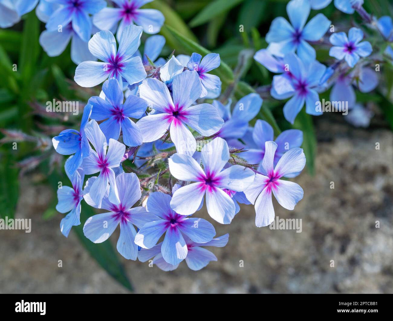 Phlox divaricata chattahoochee hi-res stock photography and images - Alamy