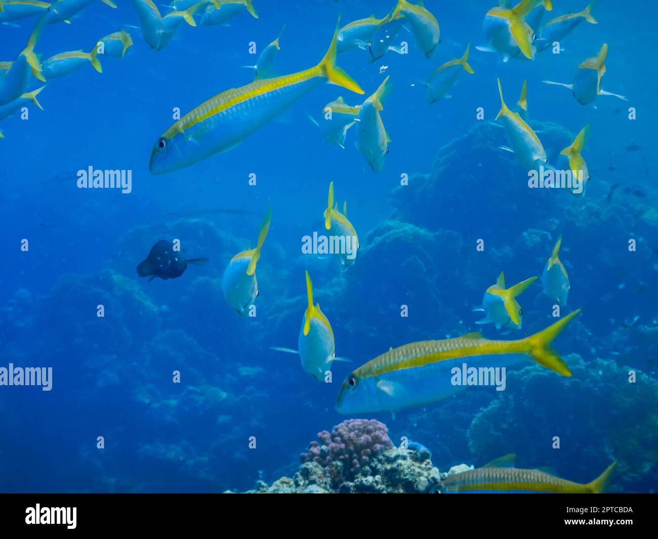 many mackerel with yellow stripe in blue seawater in egypt Stock Photo ...