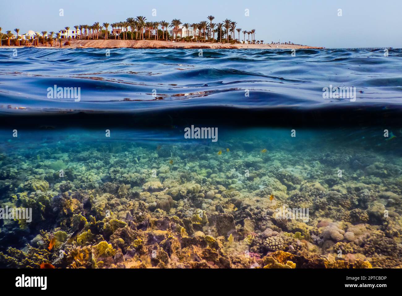 view to the coral reef and the bay with palms while diving in egypt ...