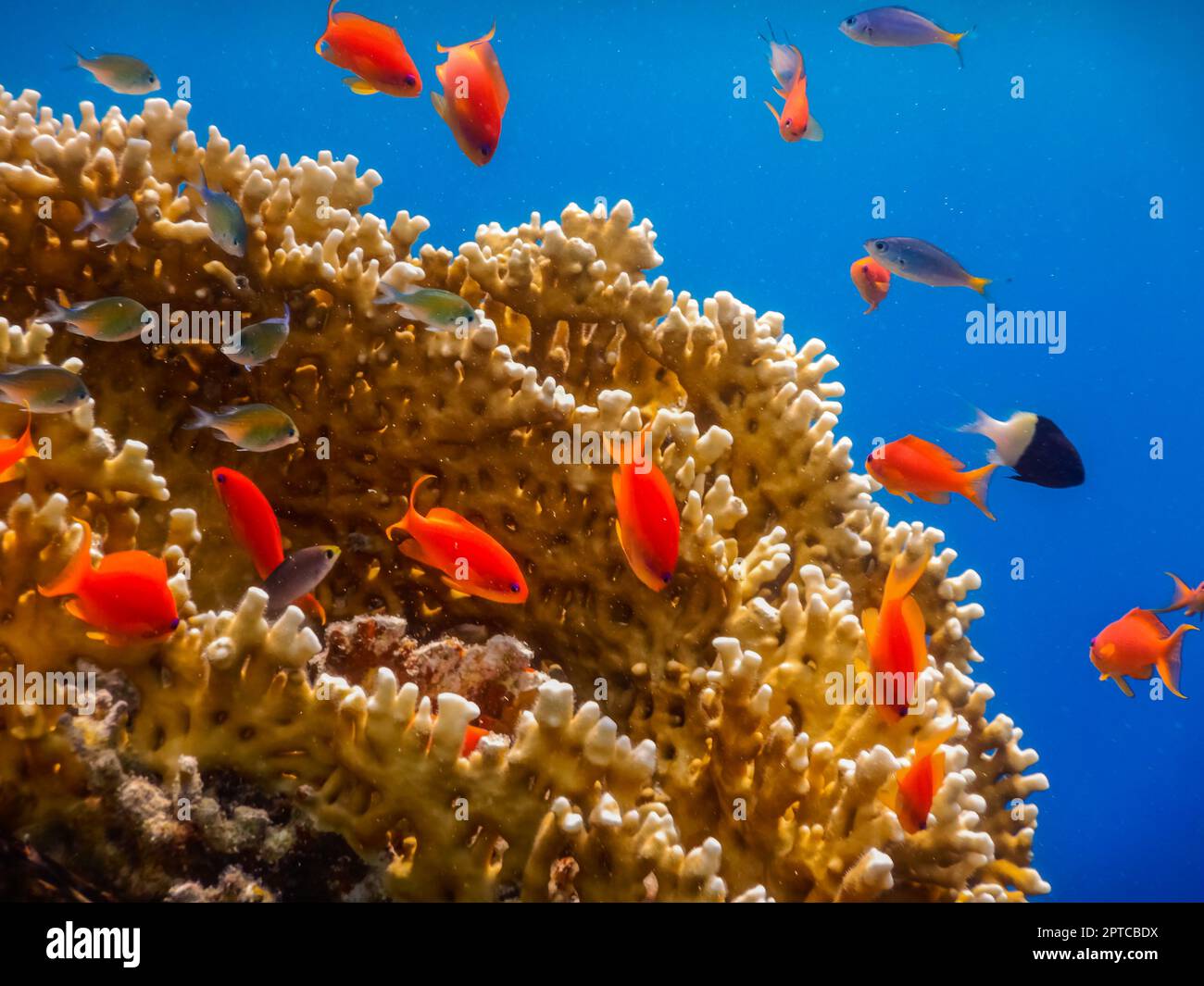 Shark with little fishes hi-res stock photography and images - Alamy