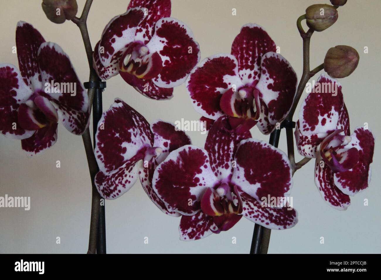 Beautiful flower of a nice color and a pleasant color Stock Photo - Alamy