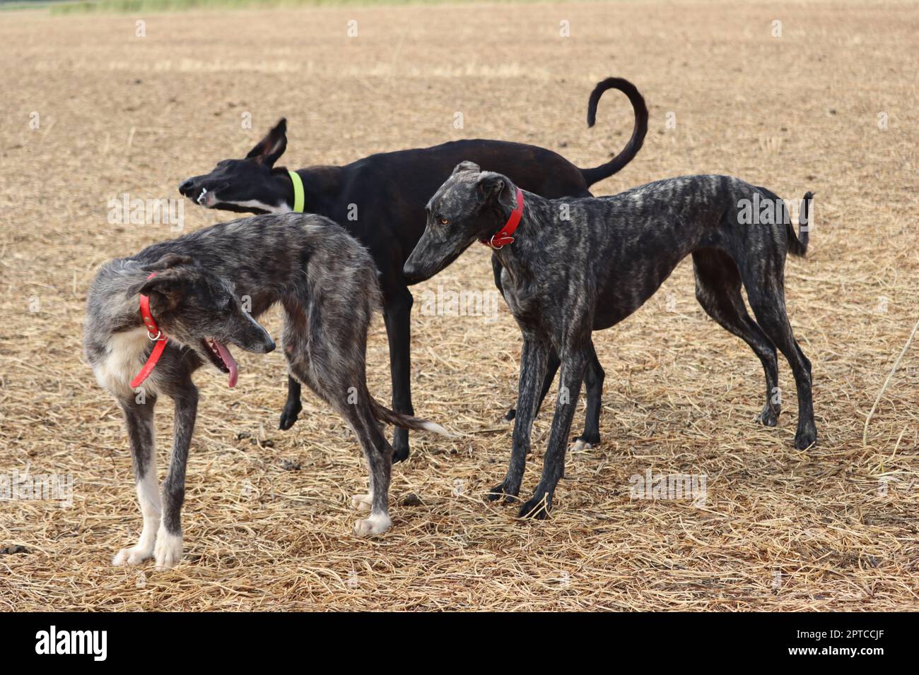Spanish greyhound dog race hare hunting speed delivers passion Stock ...