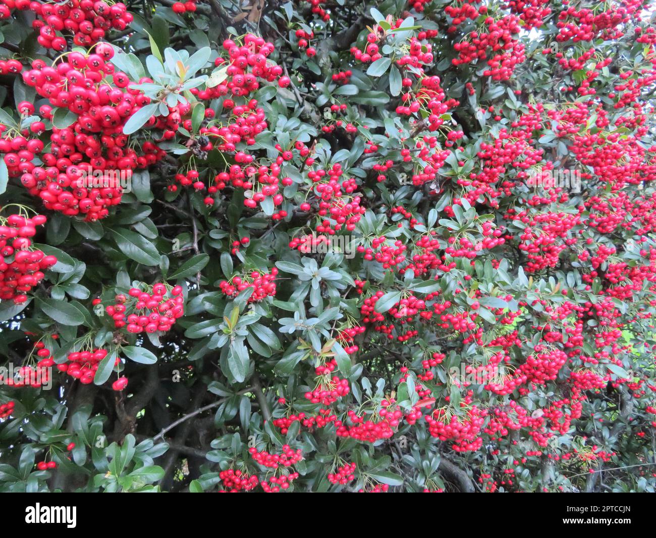 Beautiful berries of red color of dried flowers Stock Photo - Alamy