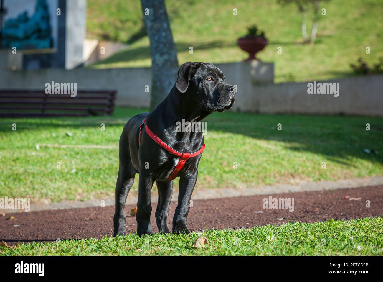 cute young carne corso dog standing in a park Stock Photo - Alamy