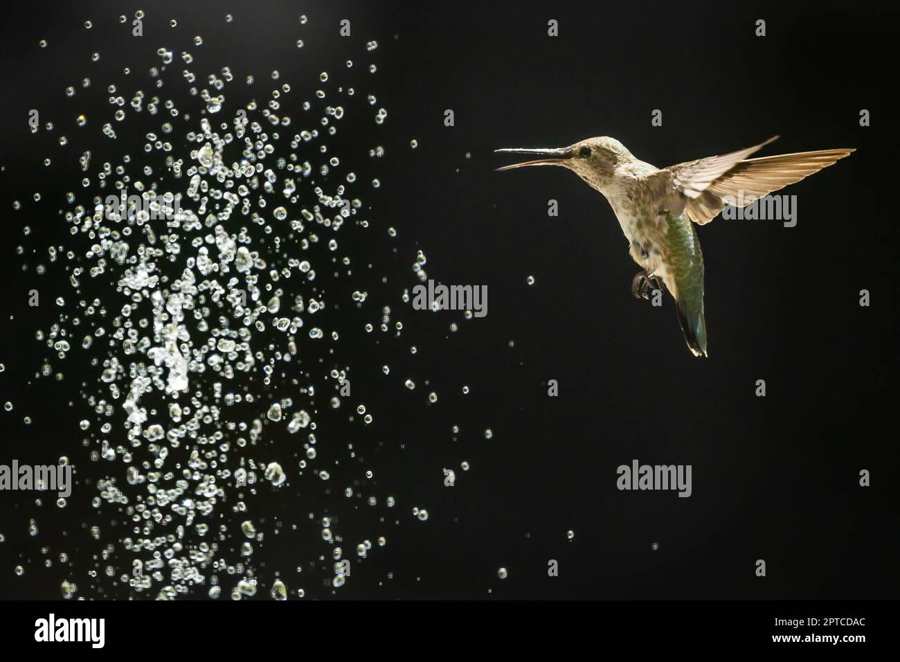 Hummingbird in Flight Stock Photo - Alamy