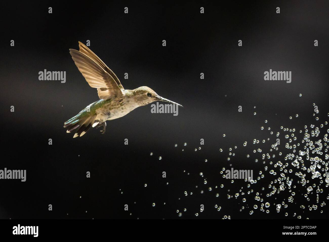 Hummingbird in Flight Stock Photo - Alamy