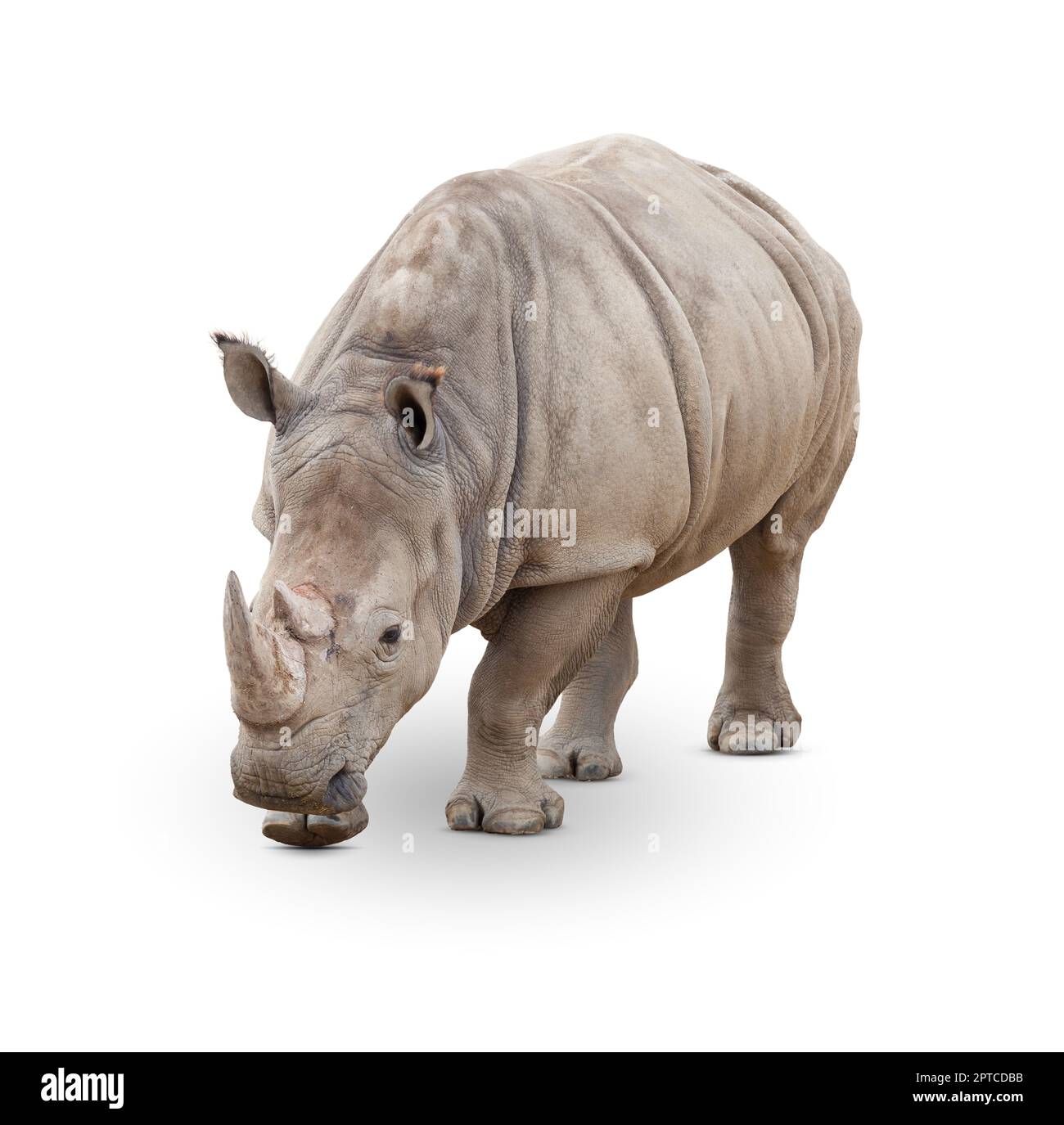 Single Large Rhinoceros Isolated on White Stock Photo - Alamy
