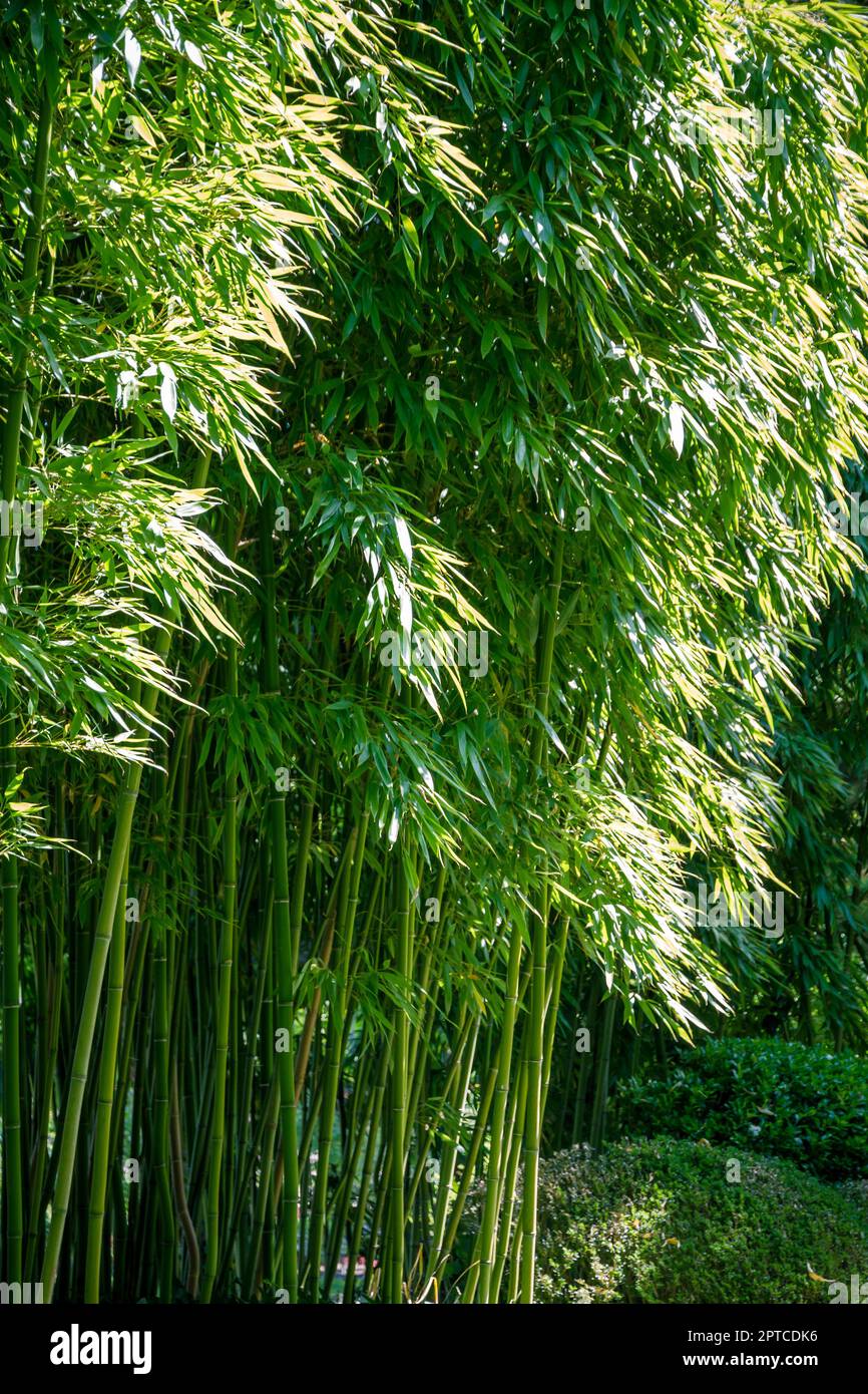 Bamboo tree detail. Green tropical forest, zen background Stock Photo - Alamy