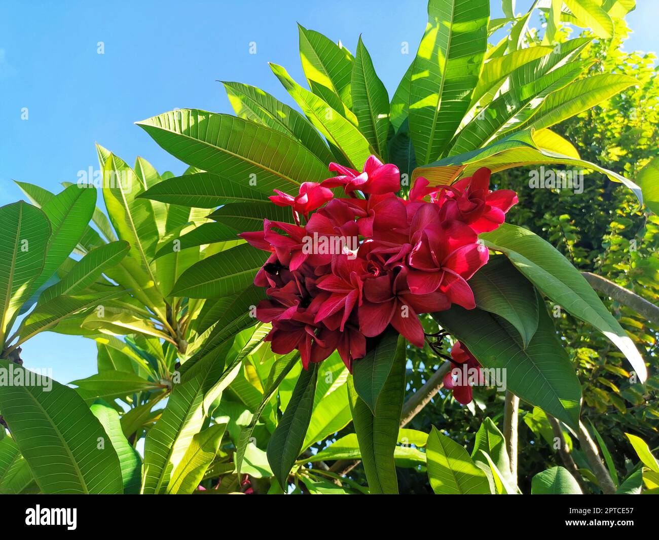 The beauty of the Frangipani flower red plumeria Stock Photo - Alamy