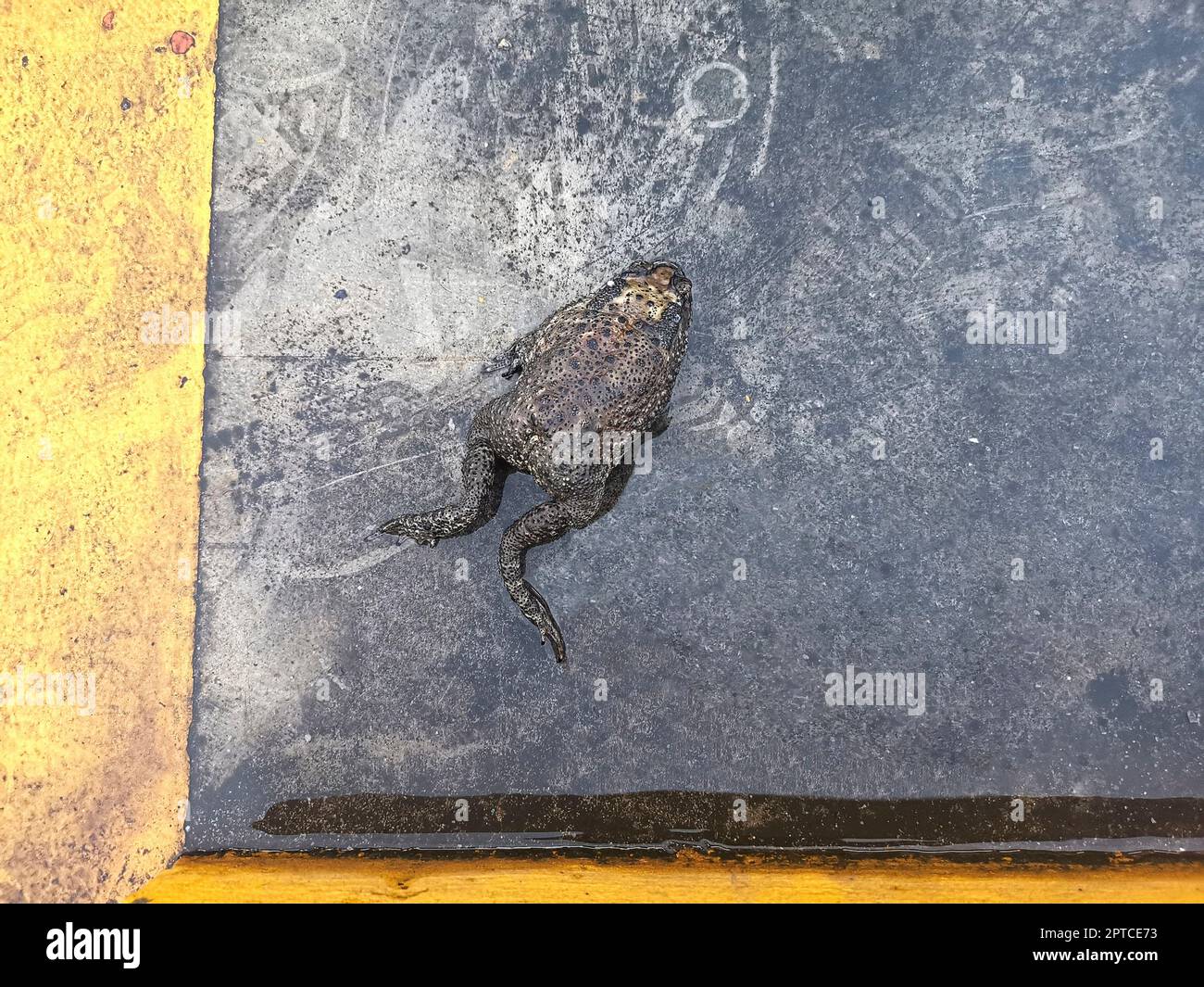 Dead frog-toad on the road.Remains of a dead frog on a road Stock Photo ...