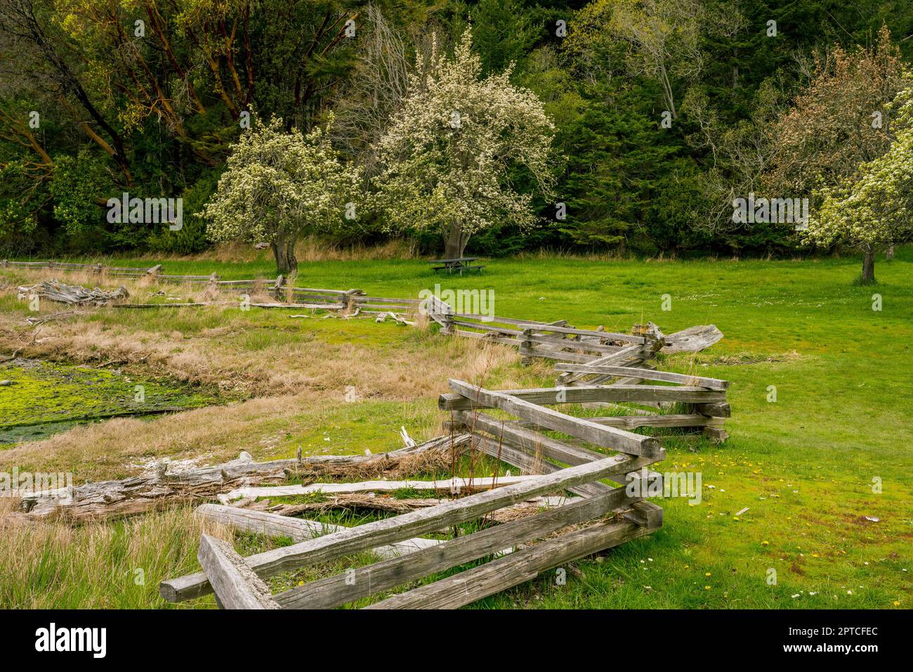 A zigzag split rail fence and flowering apple trees at the English Camp ...